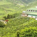 4 Days Best of Kerala Tour with Private Houseboat, Sightseeing & Car - Day 2: Exploring Munnar’s Natural and Cultural Gems