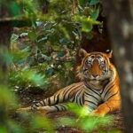 4 Days Golden Triangle Tour with Ranthambore Tigers Safari - Practical Details & Considerations