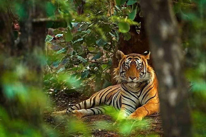 4 Days Golden Triangle Tour with Ranthambore Tigers Safari - Practical Details & Considerations