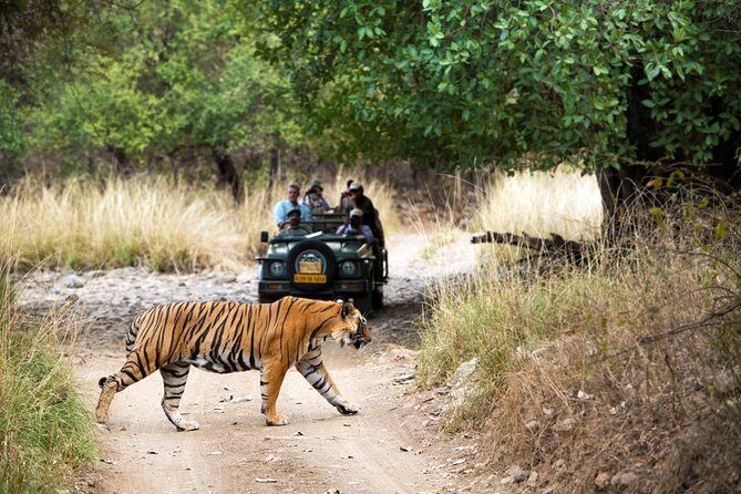 4 Days Jaipur, Ranthambore, Agra Tour including Safari & Hotels - What’s the Experience Like?