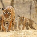 4 Days: Jaipur, Ranthambore Tigers & Taj Mahal Tour From Jaipur With Delhi Drop - The Whole Package: What It Means for You