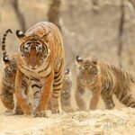 4 Days: Ranthambore & Jaipur Tour From Agra With Delhi Drop - Transportation & Comfort