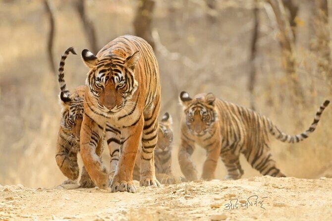 4 Days: Ranthambore & Jaipur Tour From Agra With Delhi Drop - Transportation & Comfort