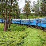 4 Days Tour to Kandy, Sigiriya & Nuwara Eliya - Day 2: From Dambulla to Sigiriya and Safari Adventures