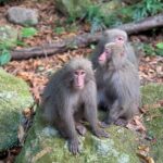 4 Hour Guided Cycling Experience in Yakushima - The Itinerary Breakdown