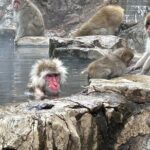 4-hour Snow Monkey Park Tour, From/To Tokyo, 2-12 guests - Authentic Experiences That Stand Out