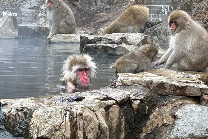 4-hour Snow Monkey Park Tour, From/To Tokyo, 2-12 guests - Authentic Experiences That Stand Out