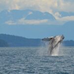 4 hour Zodiac Whale and Wildlife Tour - Authentic Voices