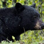 5.5-Hour Jasper Wildlife and Waterfalls Tour with Maligne Lake Cruise from Jasper - Summing It Up