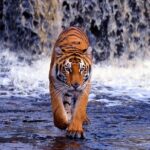 5 Day Golden Triangle with Ranthambore (Taj Mahal Sunset/Sunrise) - What Makes This Tour Stand Out