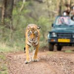 5 Day Golden Triangle with Ranthambore Tigers-Taj Sunrise/Sunset - Exploring the Itinerary in Detail