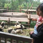 5-Day Private Tour from Shanghai to Chengdu and Mount Emei - Day 3: Panda Love and Leisure in Chengdu
