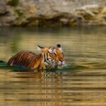 5 Day Private Tour of Tigers, Taj Mahal and Palaces from Cochin - Real Experiences from Other Travelers