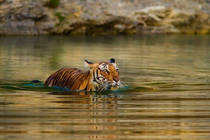 5 Day Private Tour of Tigers, Taj Mahal and Palaces from Cochin - Real Experiences from Other Travelers