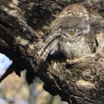 5 Days Golden Triangle with Wildlife - What Are the Practical Benefits?