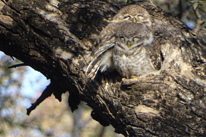 5 Days Golden Triangle with Wildlife - What Are the Practical Benefits?