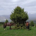 5 days Natural wonders of Issyk-Kul, Son-Kul and Chon-Kemin - An In-Depth Look at the Itinerary