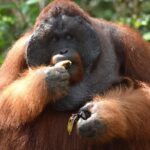 5 Days Truly Orangutan Wildlife Jungle Trail - Why the Tour Excels