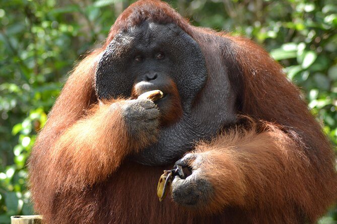 5 Days Truly Orangutan Wildlife Jungle Trail - Why the Tour Excels