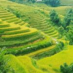 5 Hours Trekking with Terraced Rice Field in Sapa - The Charm of Sapa and Its Villages