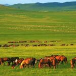 5Day Hulun Buir Private Tour to Grassland and Wetland with Hotel - The Value of This Tour
