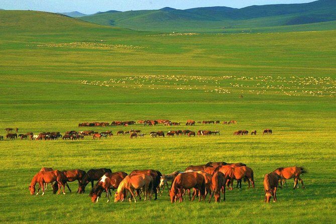 5Day Hulun Buir Private Tour to Grassland and Wetland with Hotel - The Value of This Tour