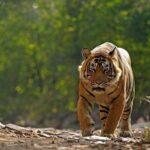 6-Day Private Tour of Indian Wildlife & Palaces from Colombo Port - Practicalities and Value