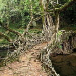 6-Day Tour of Exotic Northeast India: Mawsmai Caves, Double Decker Living Root Bridge and Kaziranga National Park - Deep Dive Into the Experience: What Makes Each Stop Special