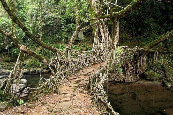 6-Day Tour of Exotic Northeast India: Mawsmai Caves, Double Decker Living Root Bridge and Kaziranga National Park - Deep Dive Into the Experience: What Makes Each Stop Special