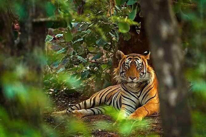 6 Days Golden Triangle with Ranthambore Tiger Safari - What Travelers Say