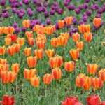 6 Days Private Tour in Kashmir - Detailed Breakdown of the Itinerary