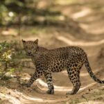 6 Days Private Tour with English Speaking Guide - Explore Sri Lanka - Day-by-Day Experience Breakdown