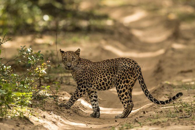 6 Days Private Tour with English Speaking Guide - Explore Sri Lanka - Day-by-Day Experience Breakdown