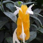 6D 5N Tour Penang-Camerons-Taman Negara-K. Lumpur-Malacca -KLIA - Who Will Love This Tour?