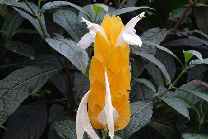 6D 5N Tour Penang-Camerons-Taman Negara-K. Lumpur-Malacca -KLIA - Who Will Love This Tour?