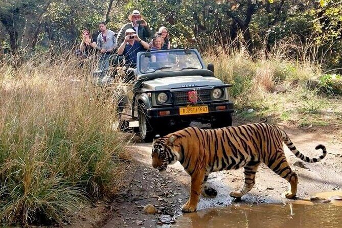 7-Day Golden Triangle Tour with Ranthambore Tiger Safari - What the Tour Means for You