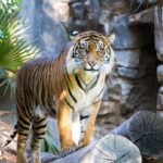 7 Day Golden Triangle Tour with Wildlife-Taj Mahal Tigers & Birds - Transportation and Comfort