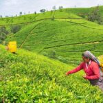 7 Days Private Guided Tour in Around Sri Lanka - Day 2: Exploring the Hill Country’s Natural Beauty and Tea Heritage