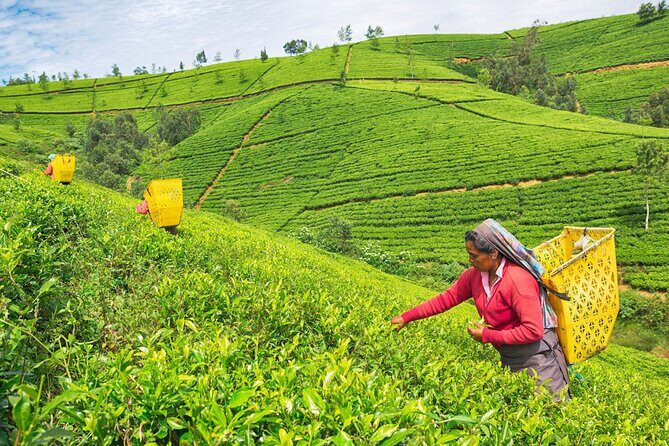 7 Days Private Guided Tour in Around Sri Lanka - Day 2: Exploring the Hill Country’s Natural Beauty and Tea Heritage