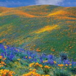 7 Days Safari - Who Is This Tour Best For?