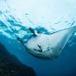 7 Fun Dives in Nusa Lembongan (for certified divers) - Premium Value Package - Why this tour stands out