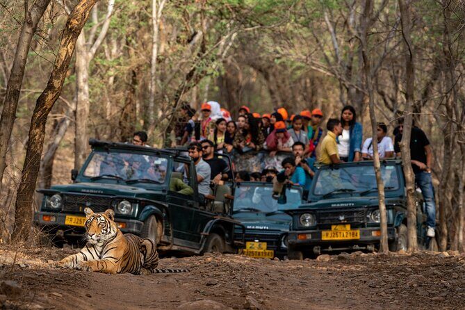 8-Day Private Transport for Golden Triangle Tour With Ranthambore - Practical Details and Value