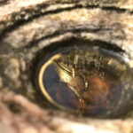 9-day Myanmar Private Tour By Plane From Yangon - Discovering the Countryside and Additional Temples