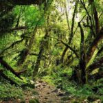 9 days Kids Friendly Lower Annapurna Royal Trek - Price, Value, and Overall Experience