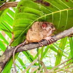 9 Days Philippines Island Hopping and Marine Life tour - In-Depth Review