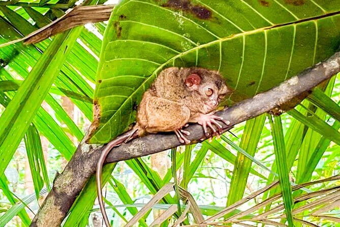 9 Days Philippines Island Hopping and Marine Life tour - In-Depth Review