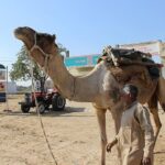 A Camel Safari Through The Thar Desert Sand Dunes Near Bikaner - Who Should Consider This Tour?