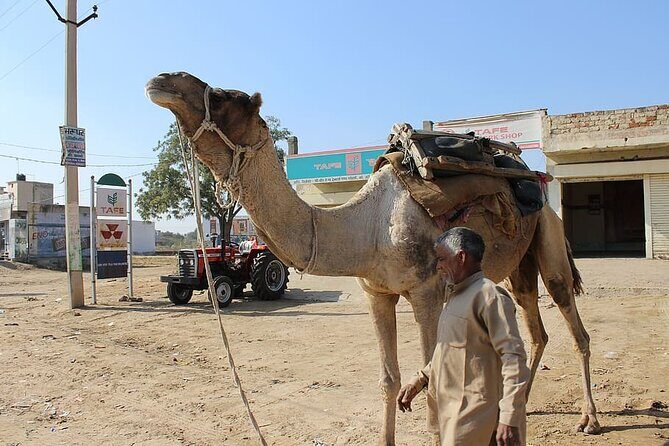 A Camel Safari Through The Thar Desert Sand Dunes Near Bikaner - Who Should Consider This Tour?