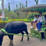 A Day in Paradise at Villa Escudero Coconut Plantation Adventure - What the Tour Really Means for You