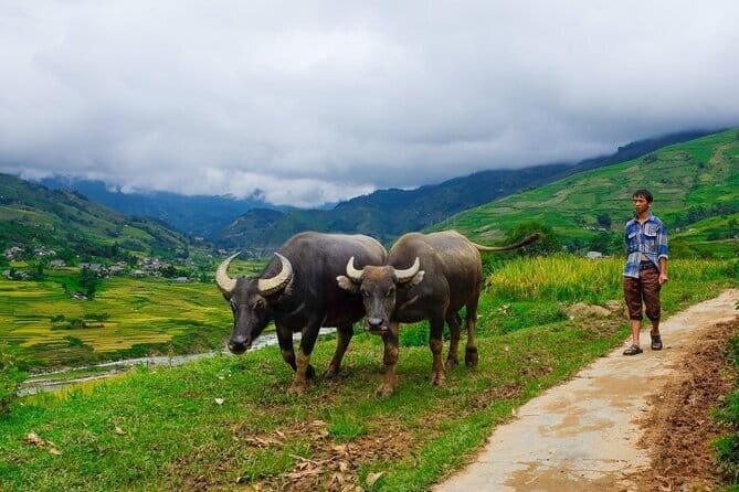 A day Trek to Rice Field in LaoChai-Tavan village-MuongHoa valley - What Youll Appreciate About the Tour